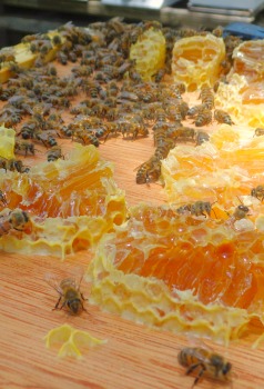 Propolis Benefits Inside and Outside the Hive - Backyard Beekeeping